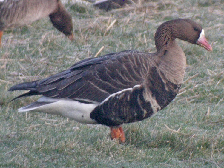 Russian White-fronted Goose