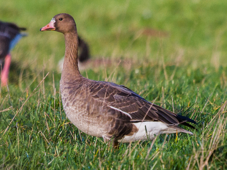 Russian White-fronted Goose