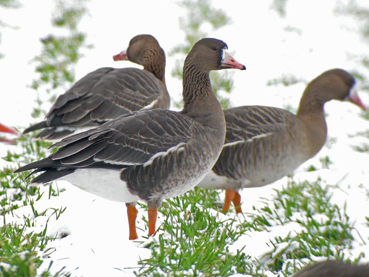 Russian White-fronted Goose