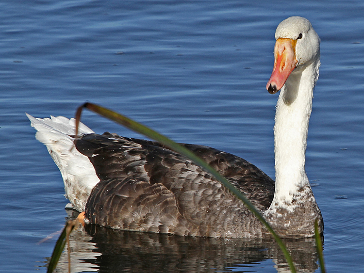domestic goose x Mute Swan