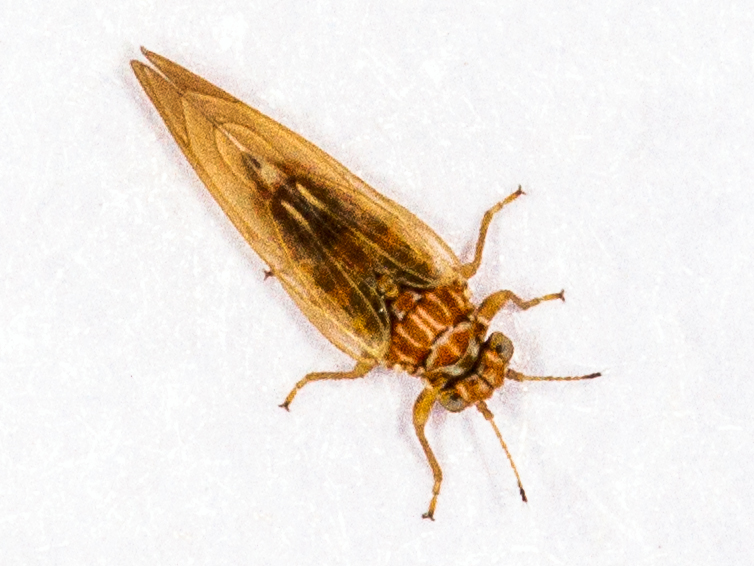Aphalara polygoni