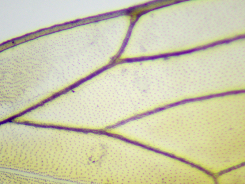 Aphalara polygoni