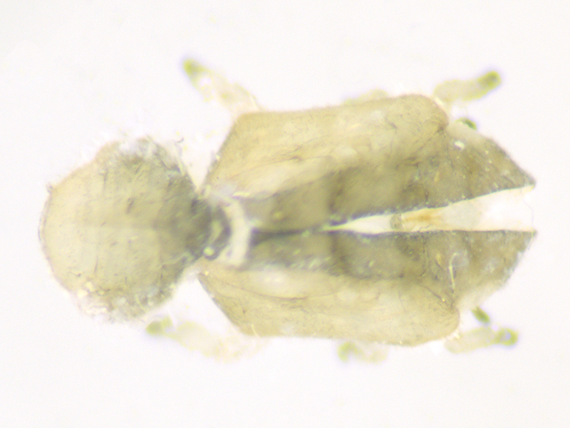 Trioza alacris