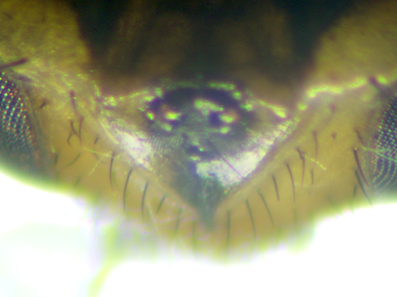Thaumatomyia hallandica