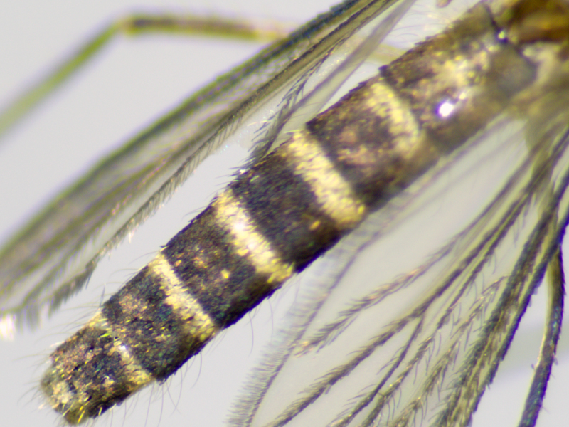 Culex pipiens
