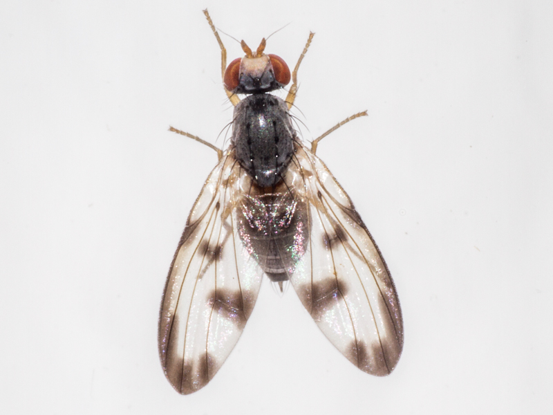 Palloptera umbellatarum