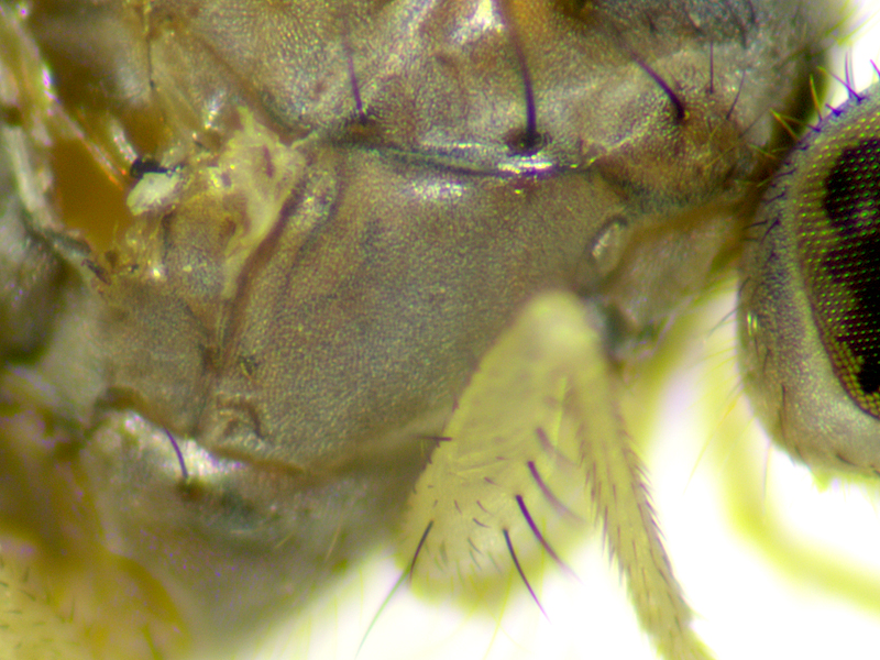 Palloptera umbellatarum