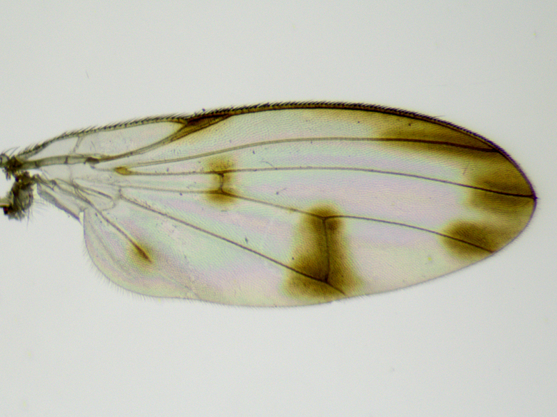 Palloptera umbellatarum