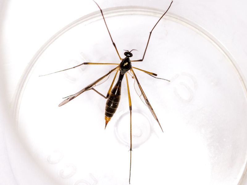Ptychoptera lacustris