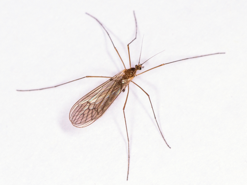 Trichocera annulata