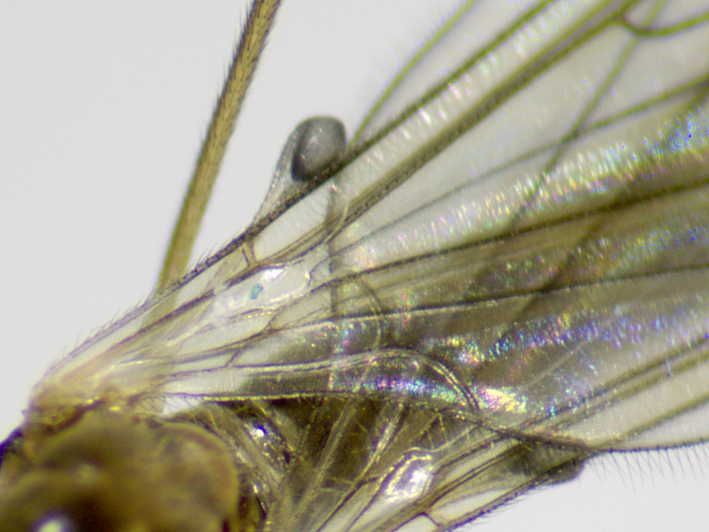 Trichocera annulata