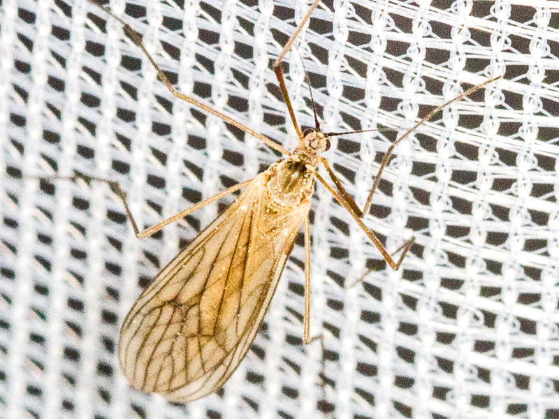 Trichocera annulata