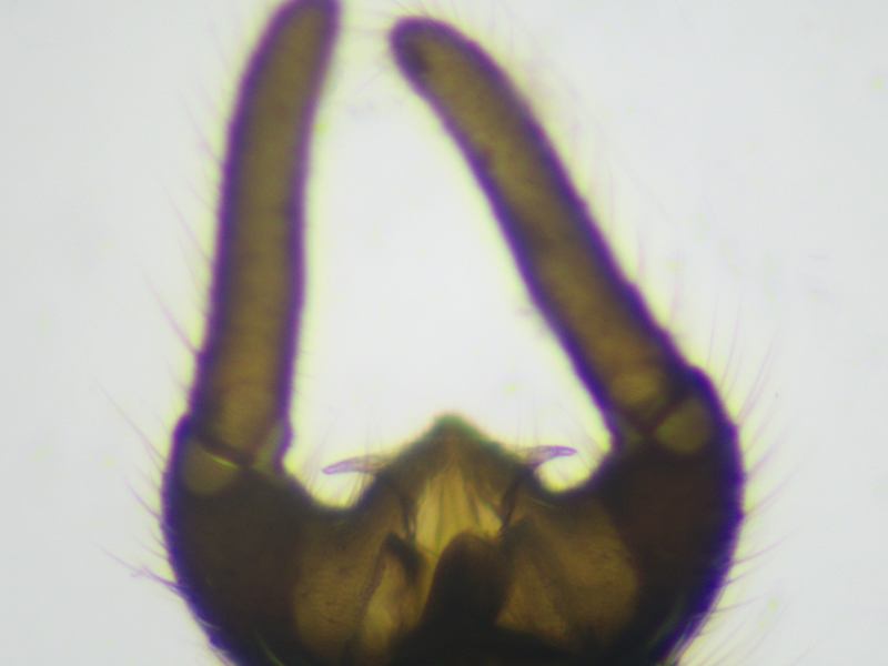 Trichocera major