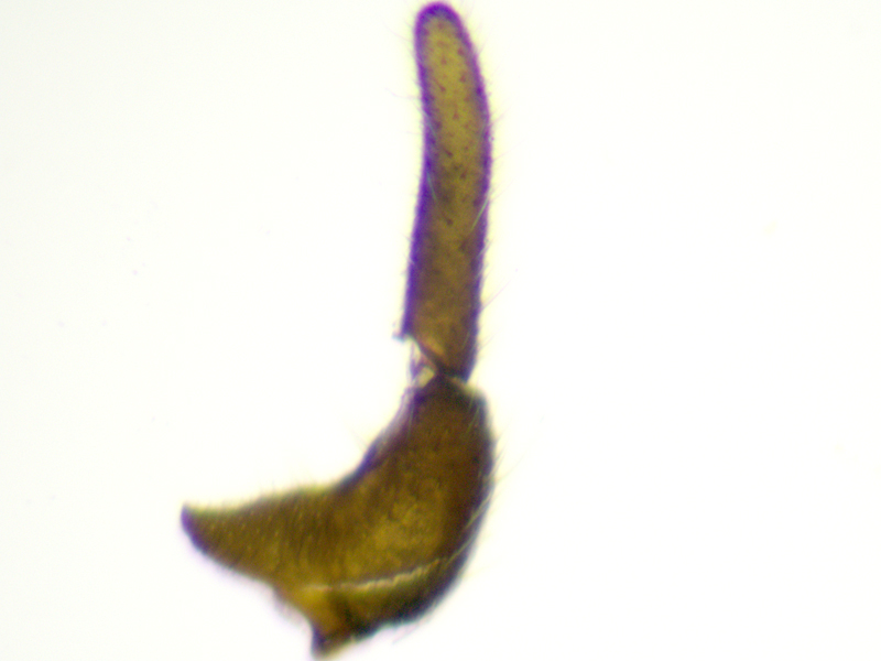 Trichocera major
