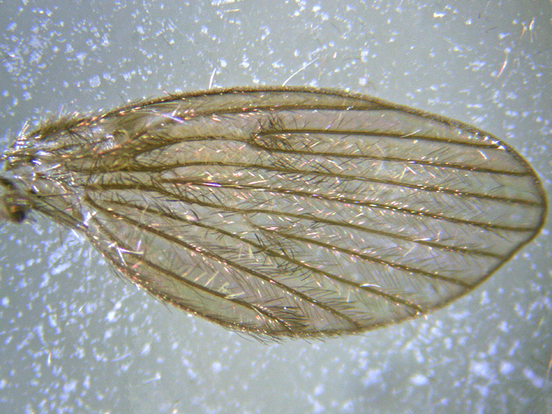 Pericoma (Pneumia) nubila