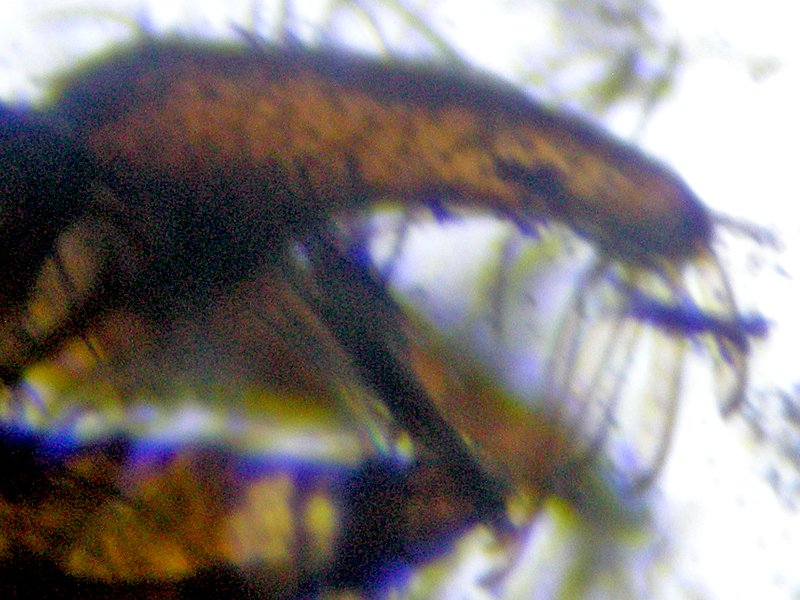 Pericoma (Pneumia) nubila