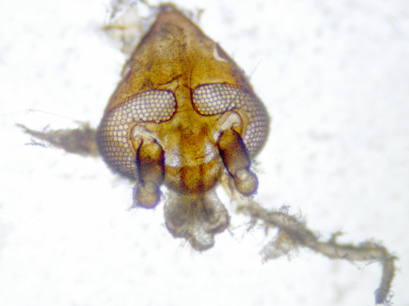 Pericoma (Pneumia) nubila