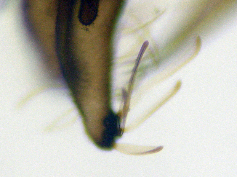 Pericoma (Pneumia) nubila