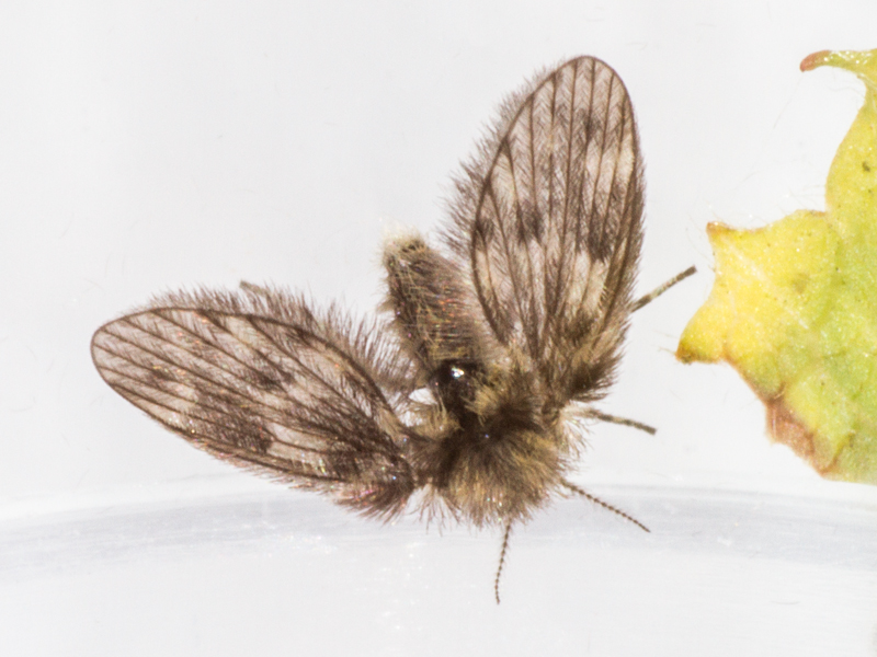 Pericoma (Pneumia) nubila