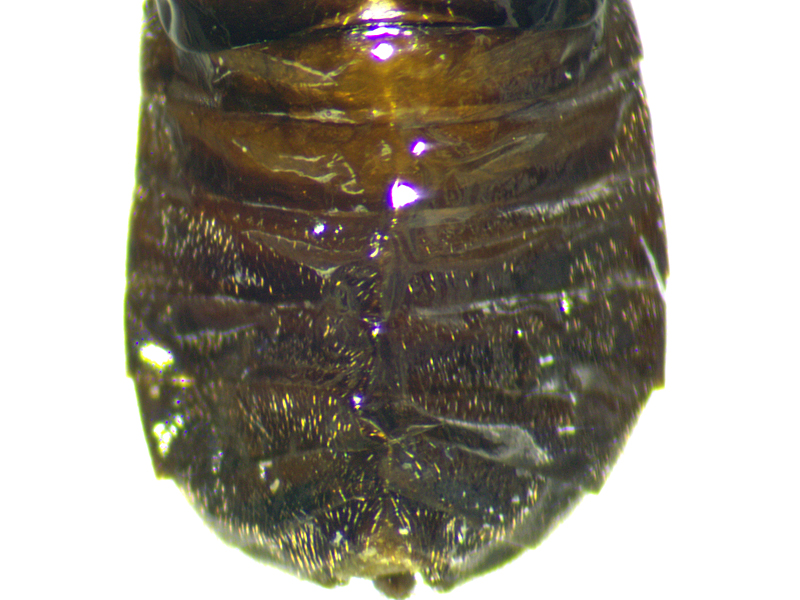 Aneugmenus temporalis