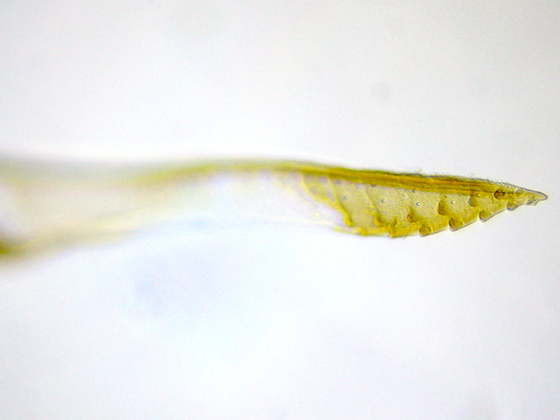 Aneugmenus temporalis