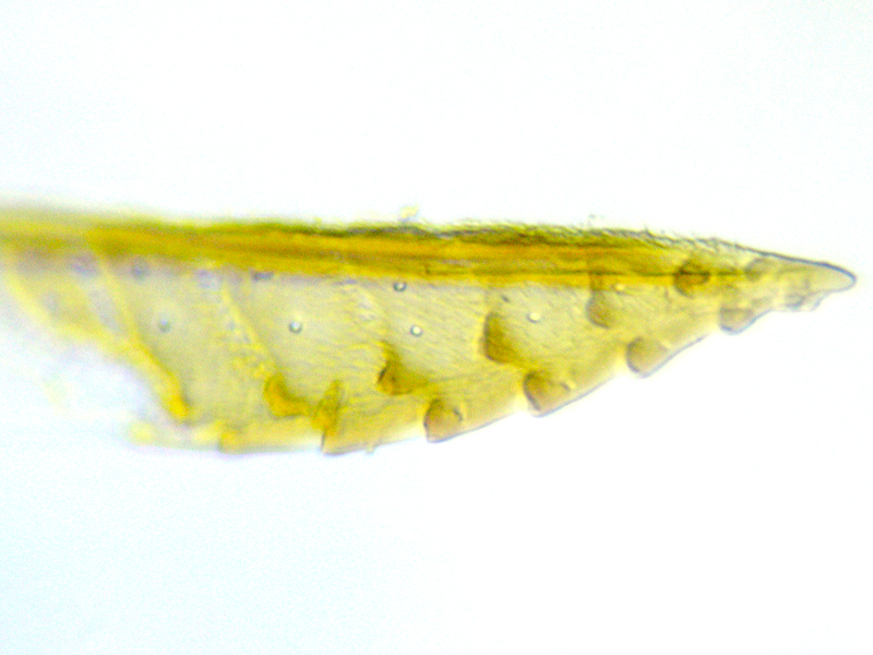 Aneugmenus temporalis