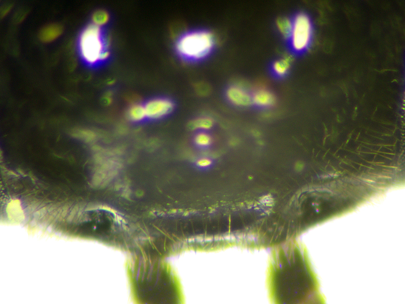 Aneugmenus temporalis