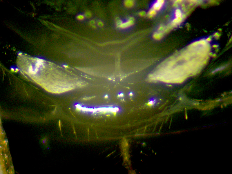 Aneugmenus temporalis