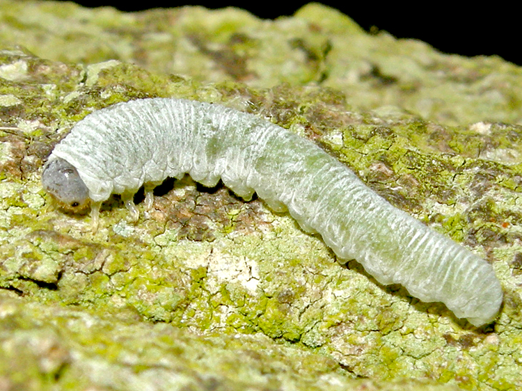 Apethymus filiformis