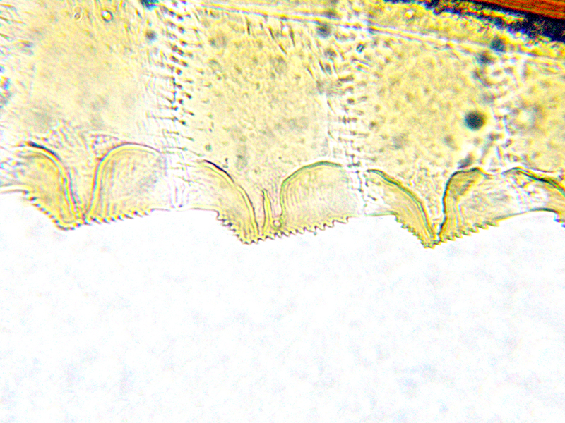 Athalia circularis