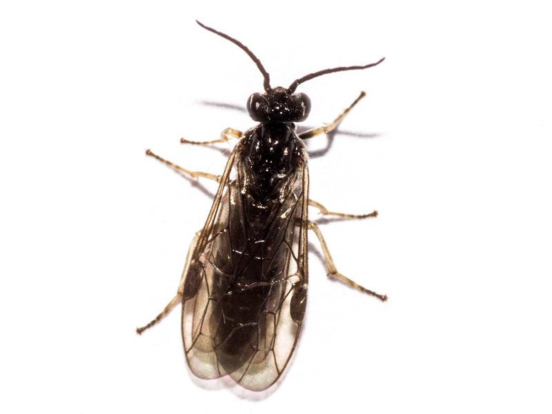 Cladius pilicornis