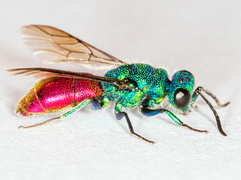 home (applewildlife.co.uk)