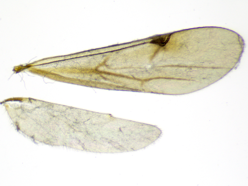 Proctotrupes brachypterus