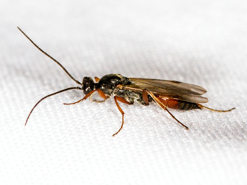 Proctotrupes brachypterus