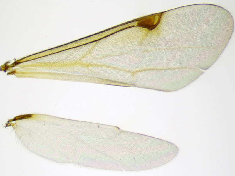 Proctotrupes brachypterus