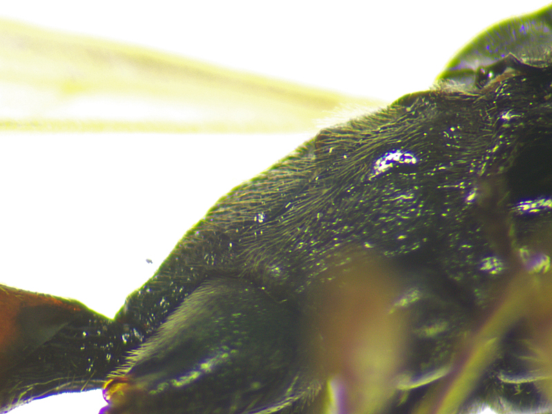 Proctotrupes brachypterus