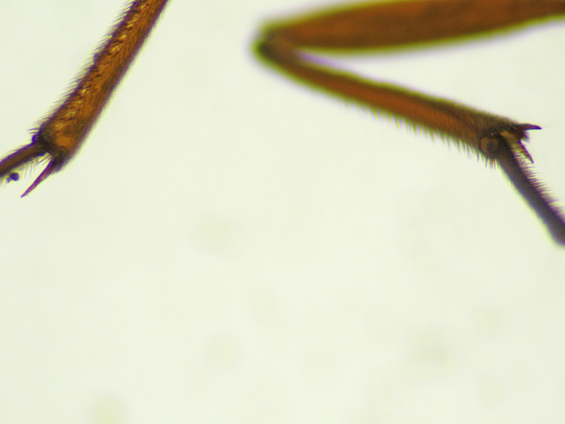 Proctotrupes brachypterus