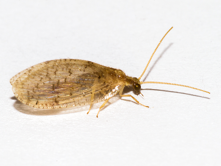 Hemerobius humulinus