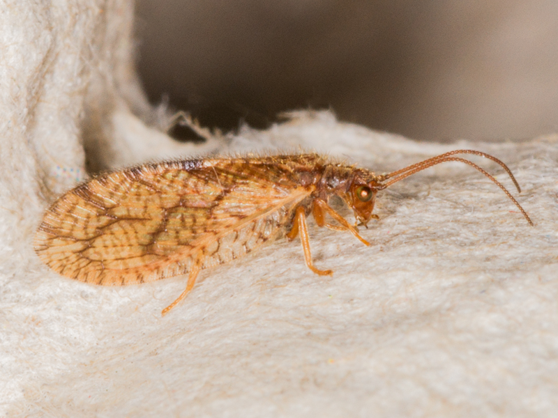 Micromus angulatus