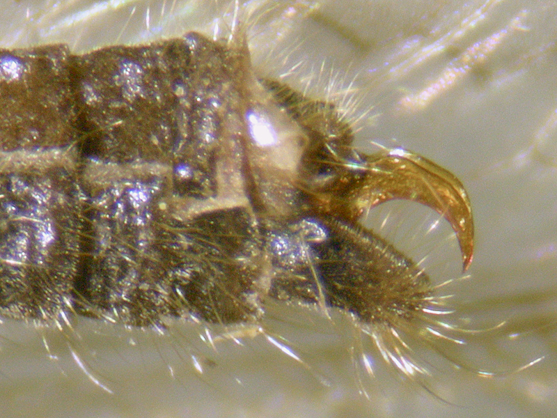 Micromus paganus