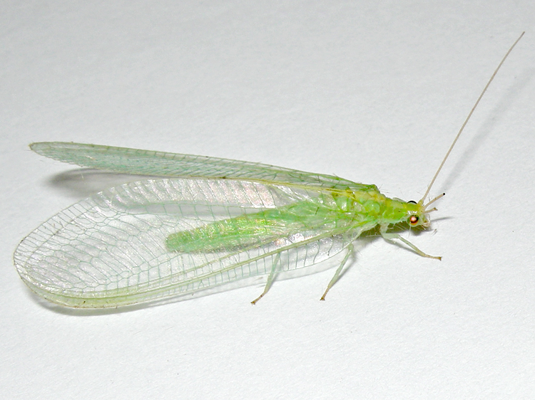 Nineta vittata