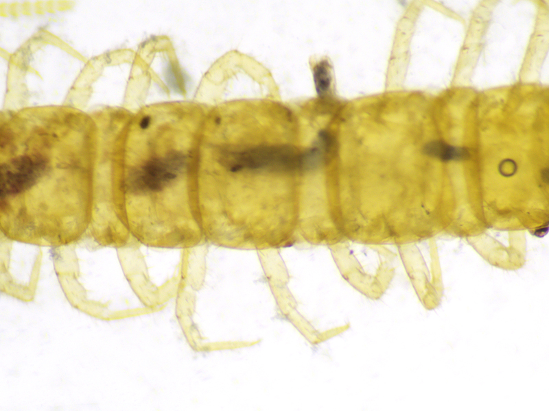 Lithobius microps